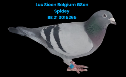 Stock Birds | Northern Gold Coast | Hudson Lofts